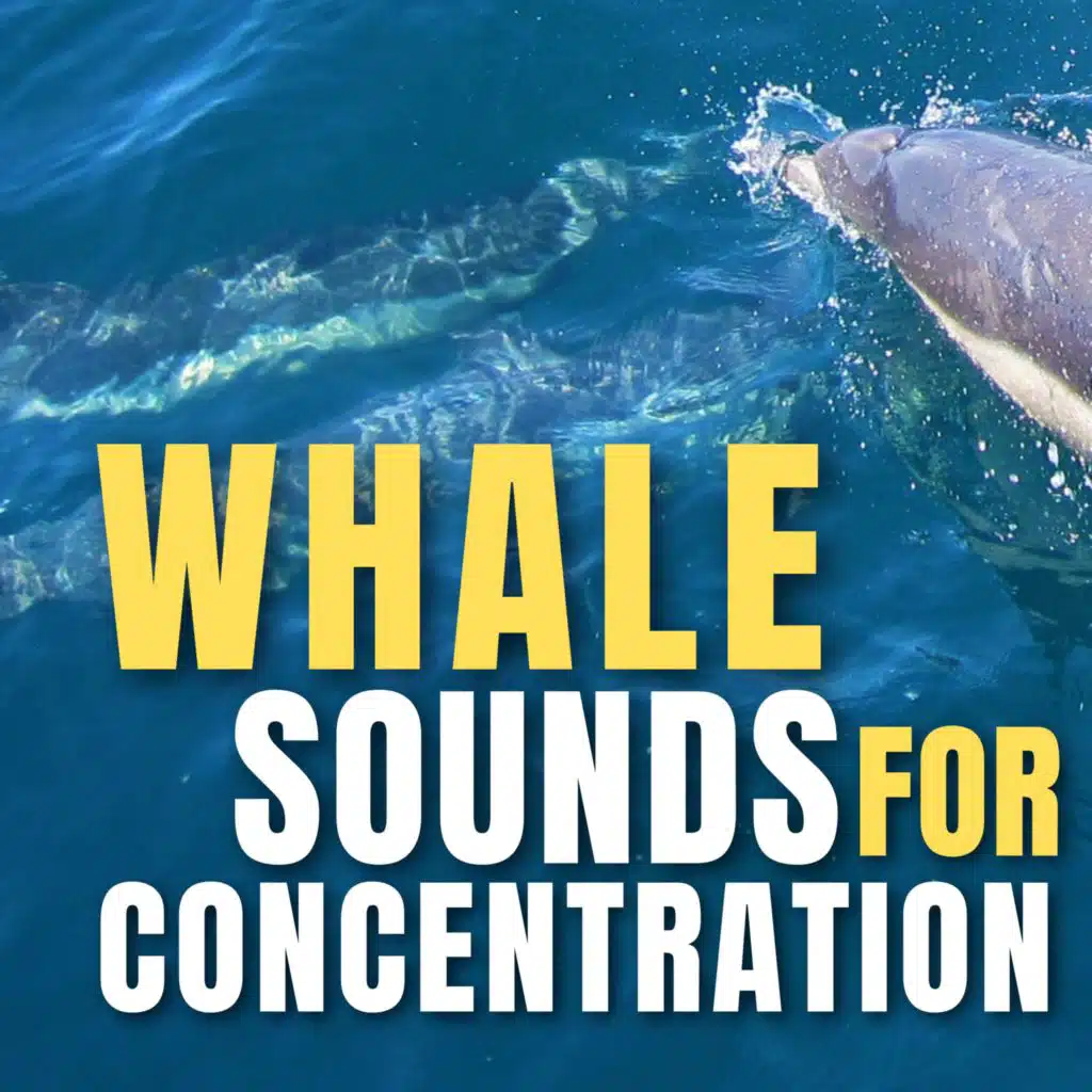 Whale Sounds for Concentration by Asmr & Whale Song | Play on Anghami
