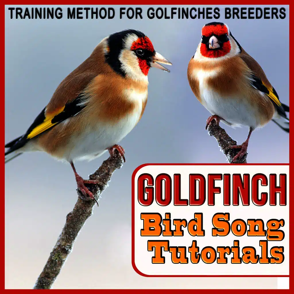 Training Method for Goldfinches Breeders. Goldfinch Bird Song Tutorials ...